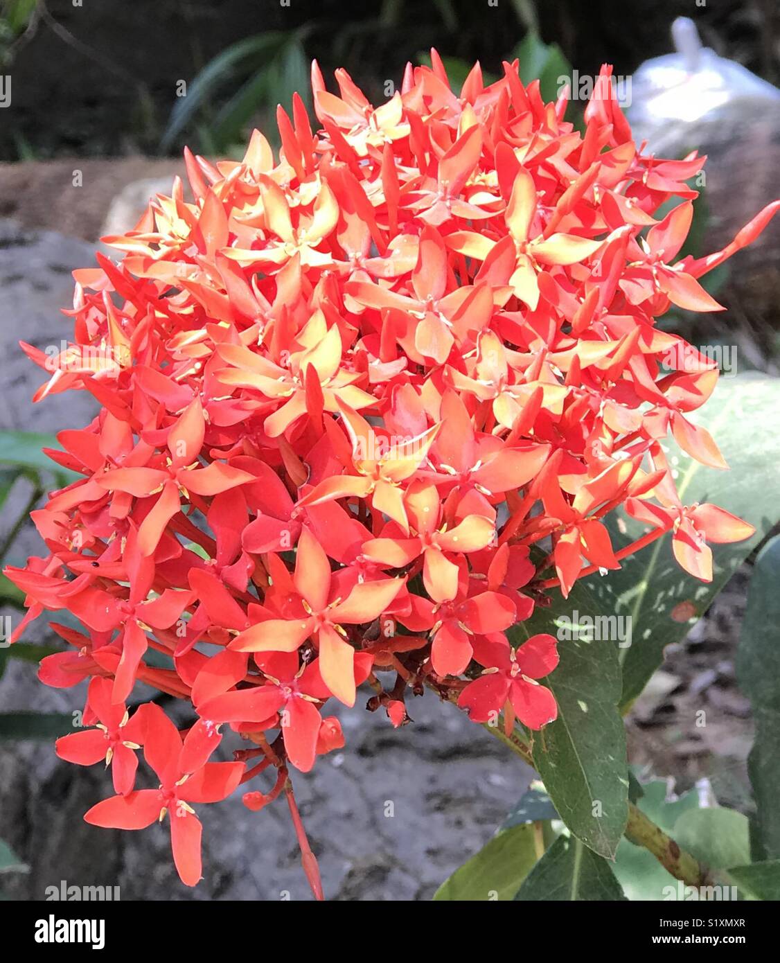 Jungle geranium hi-res stock photography and images - Alamy