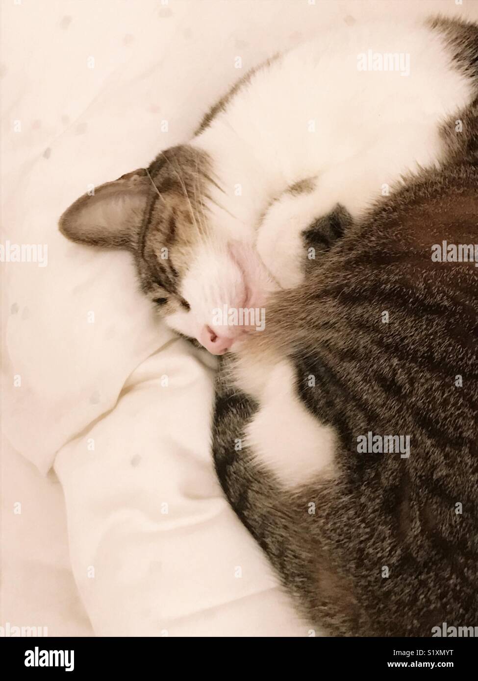 Tabby and white cat sleeping Stock Photo - Alamy