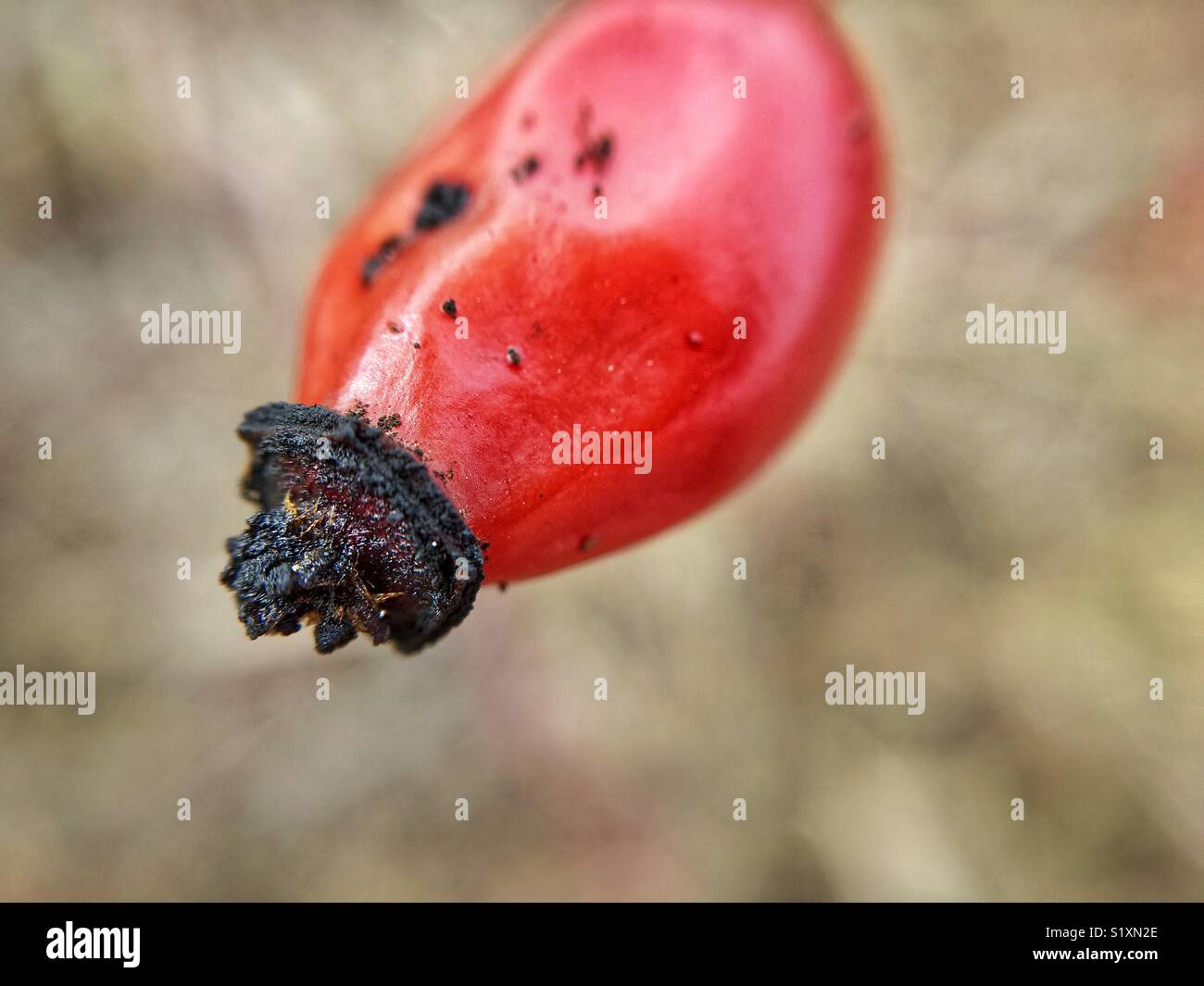 Brier hi-res stock photography and images - Alamy