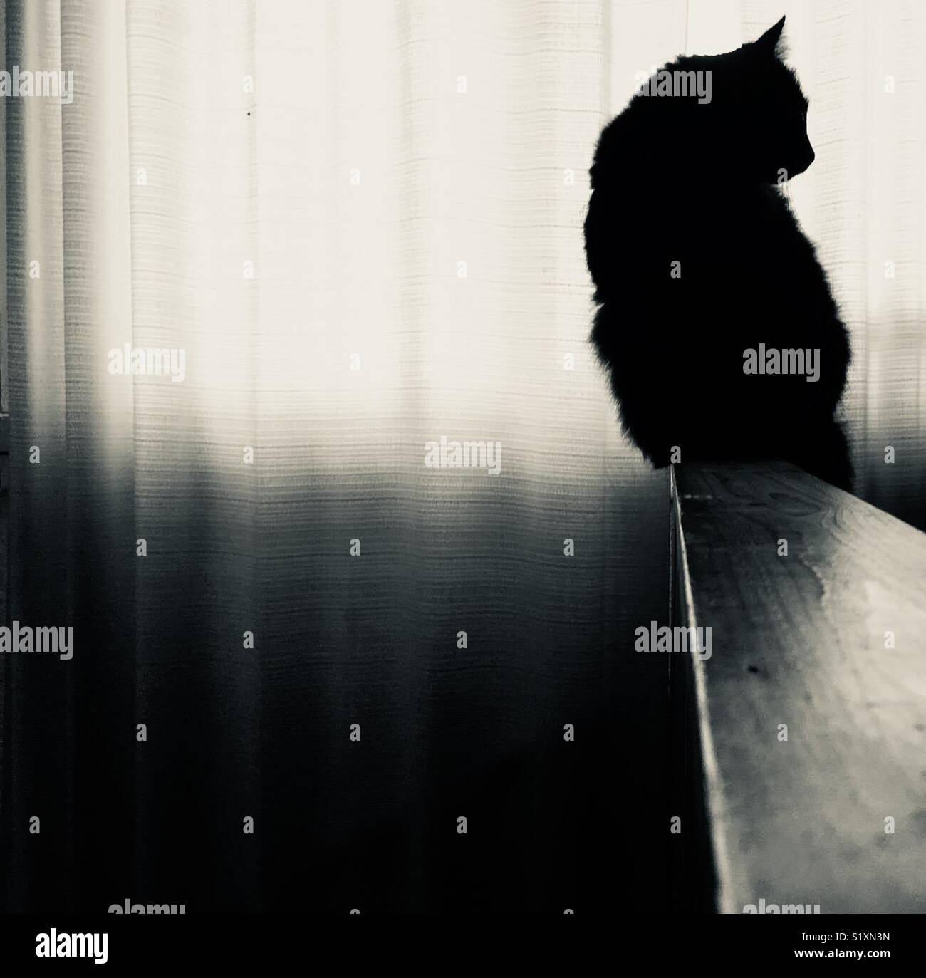 Moody cat hi-res stock photography and images - Alamy