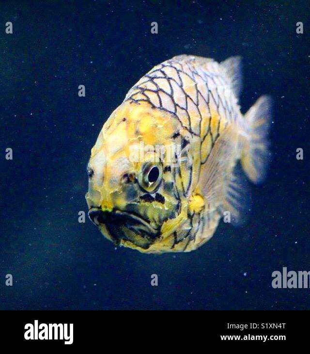 Fish pineapple hi-res stock photography and images - Alamy
