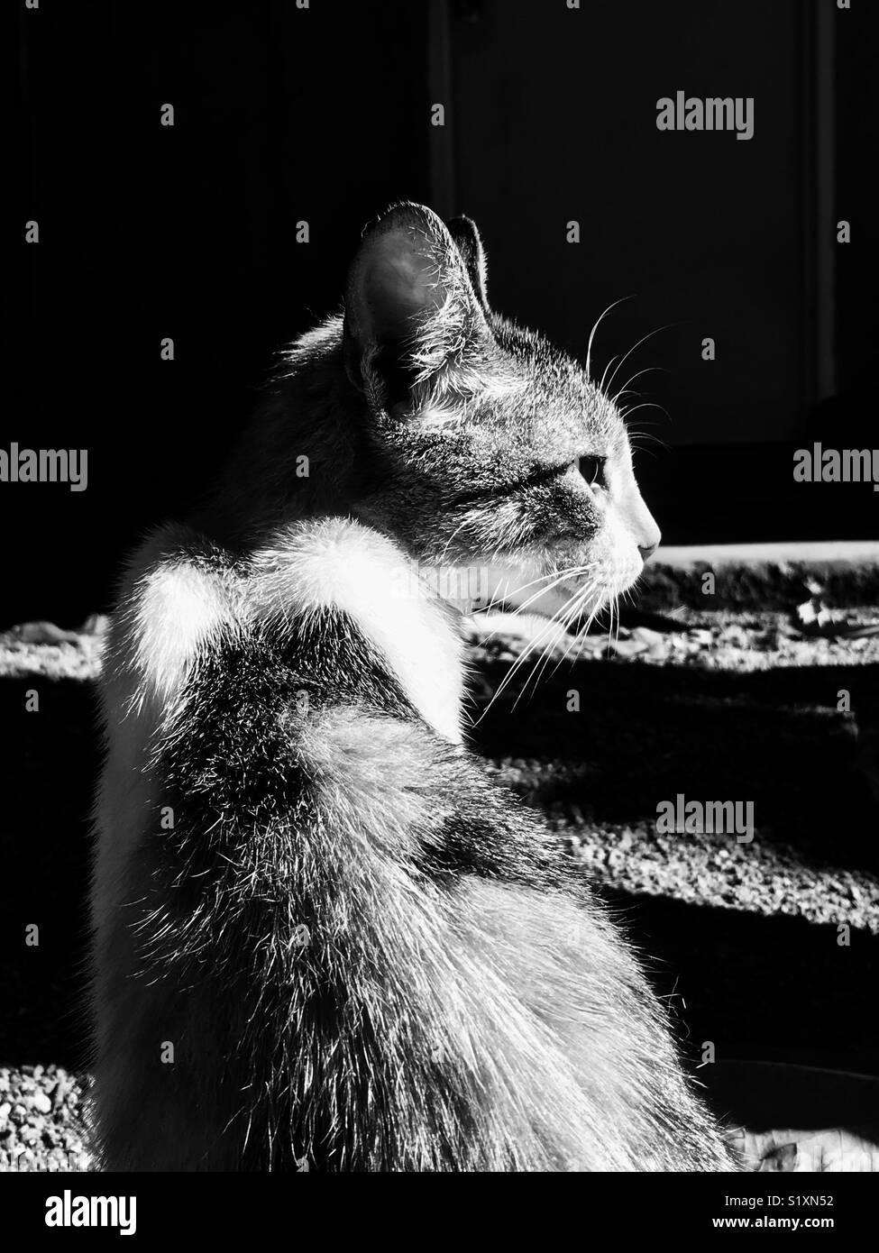 Greyscale cat hi-res stock photography and images - Alamy