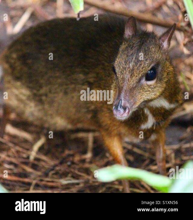 Mouse deer zoo animal hi-res stock photography and images - Alamy