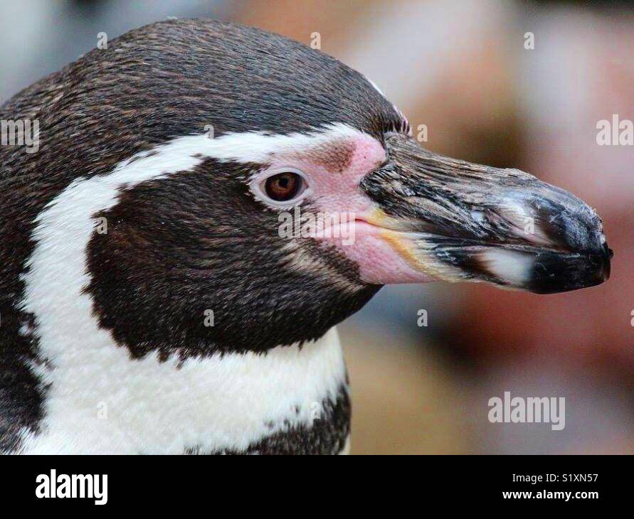 Penguin eye hi-res stock photography and images - Alamy