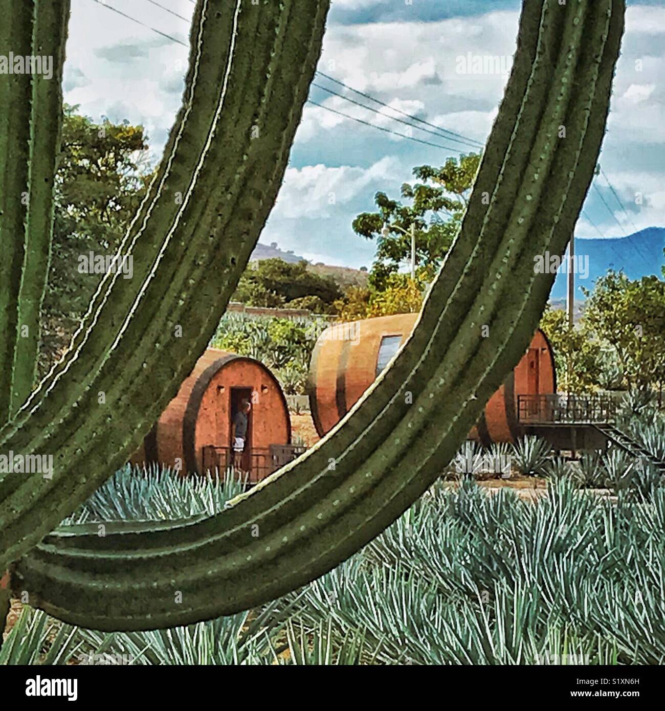 Tequila barrels and mexico hi-res stock photography and images - Alamy