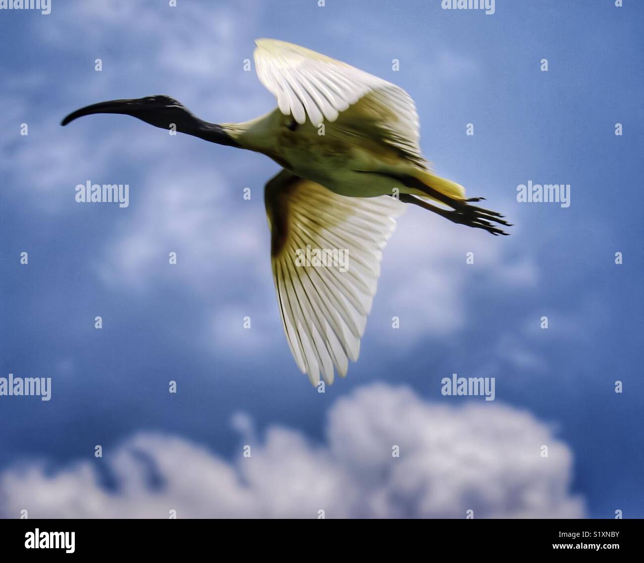 Black head ibis hi-res stock photography and images - Alamy