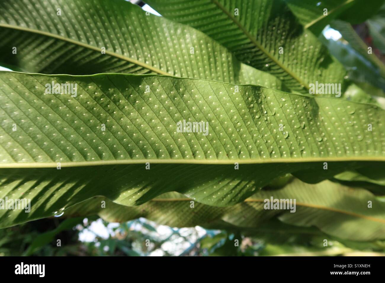 Spores fern hi-res stock photography and images - Alamy