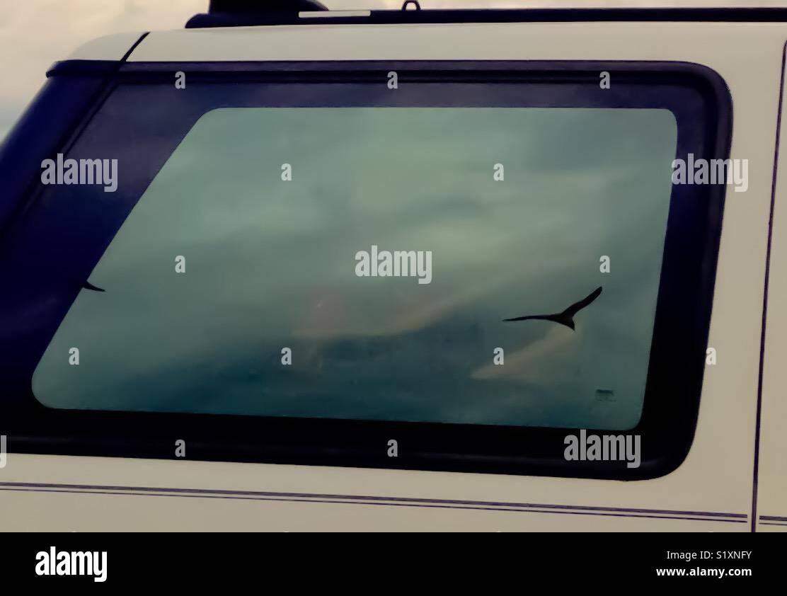 Car window reflects seagull and overcast sky Stock Photo - Alamy