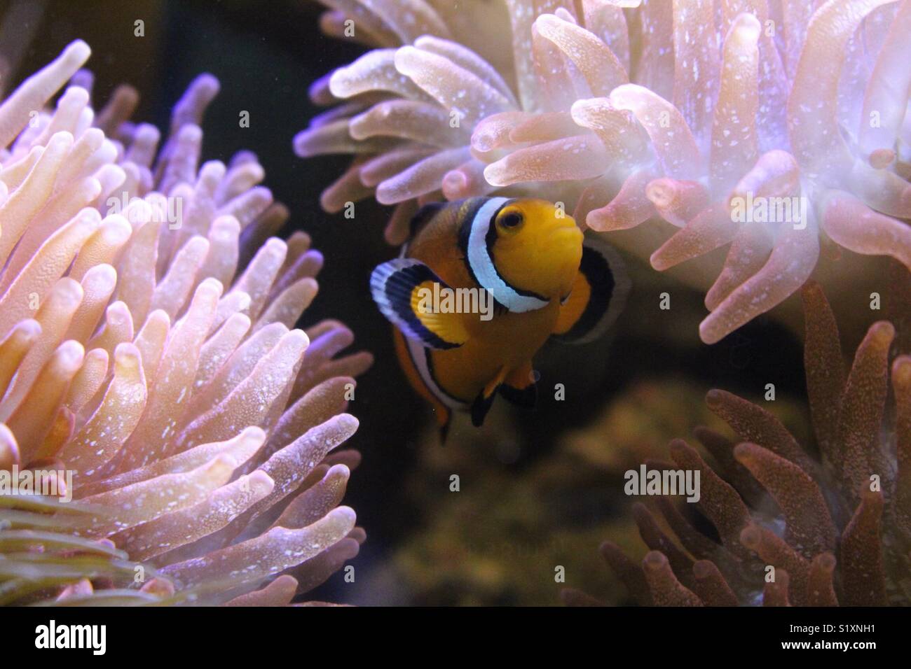 Fish Hiding High Resolution Stock Photography and Images - Alamy