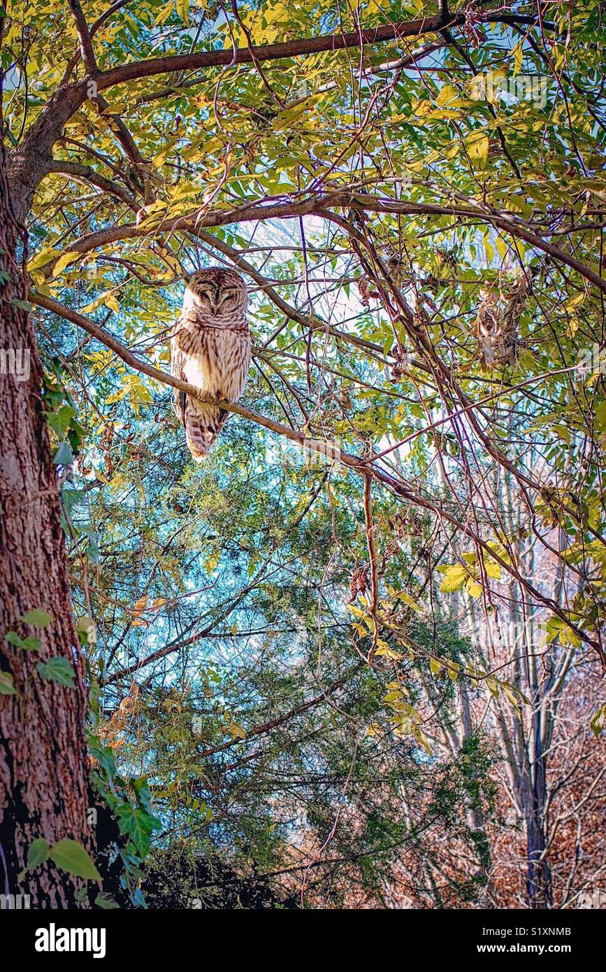 Owl perches high up hidden in a tree Stock Photo - Alamy