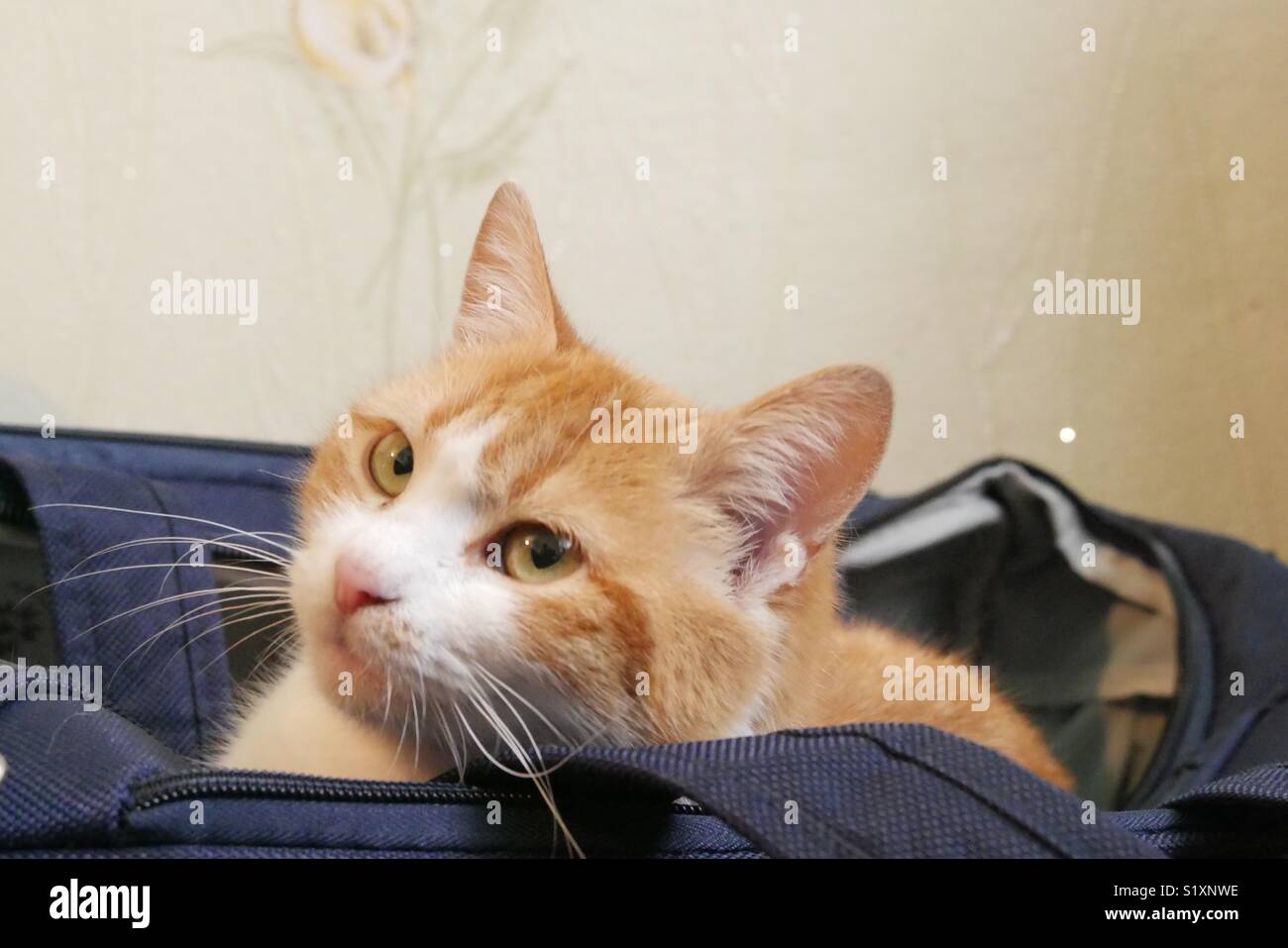 Cat hanging around in a travel bag Stock Photo - Alamy