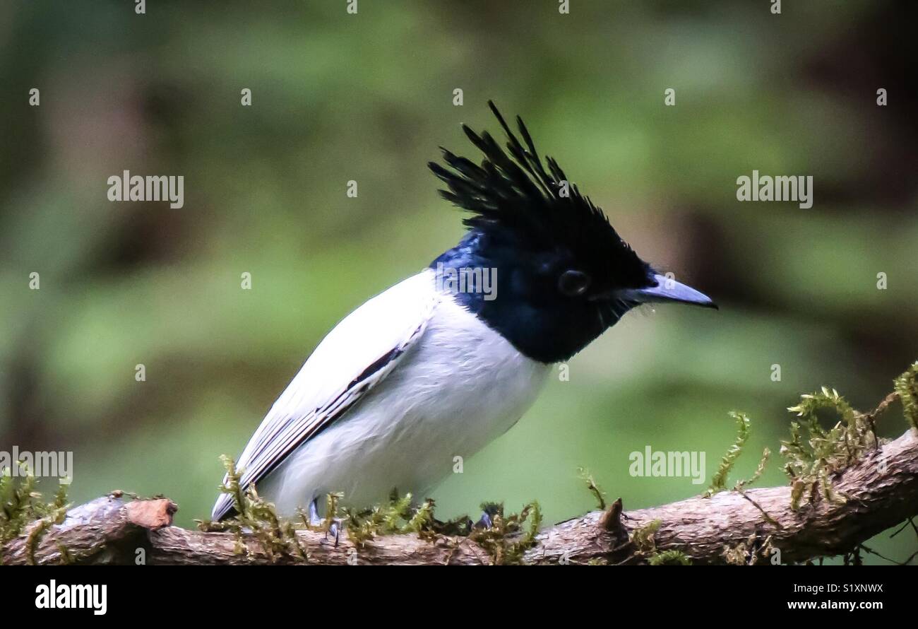 Asian paradise flycatcher hi-res stock photography and images - Alamy