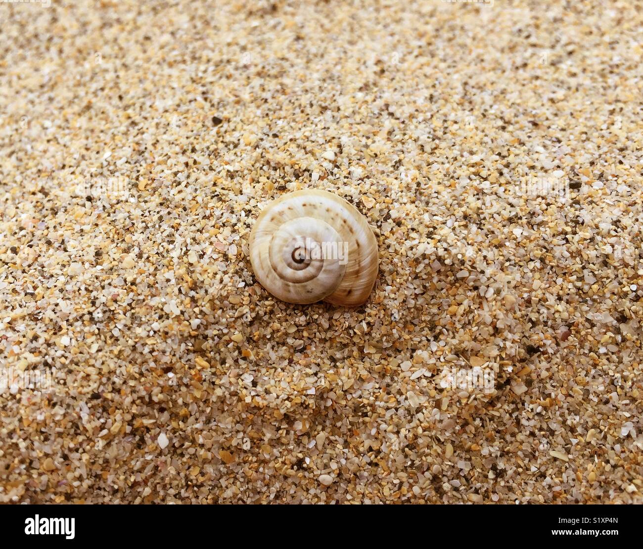 Spiral Sea Shell In The Sand Stock Photo - Alamy