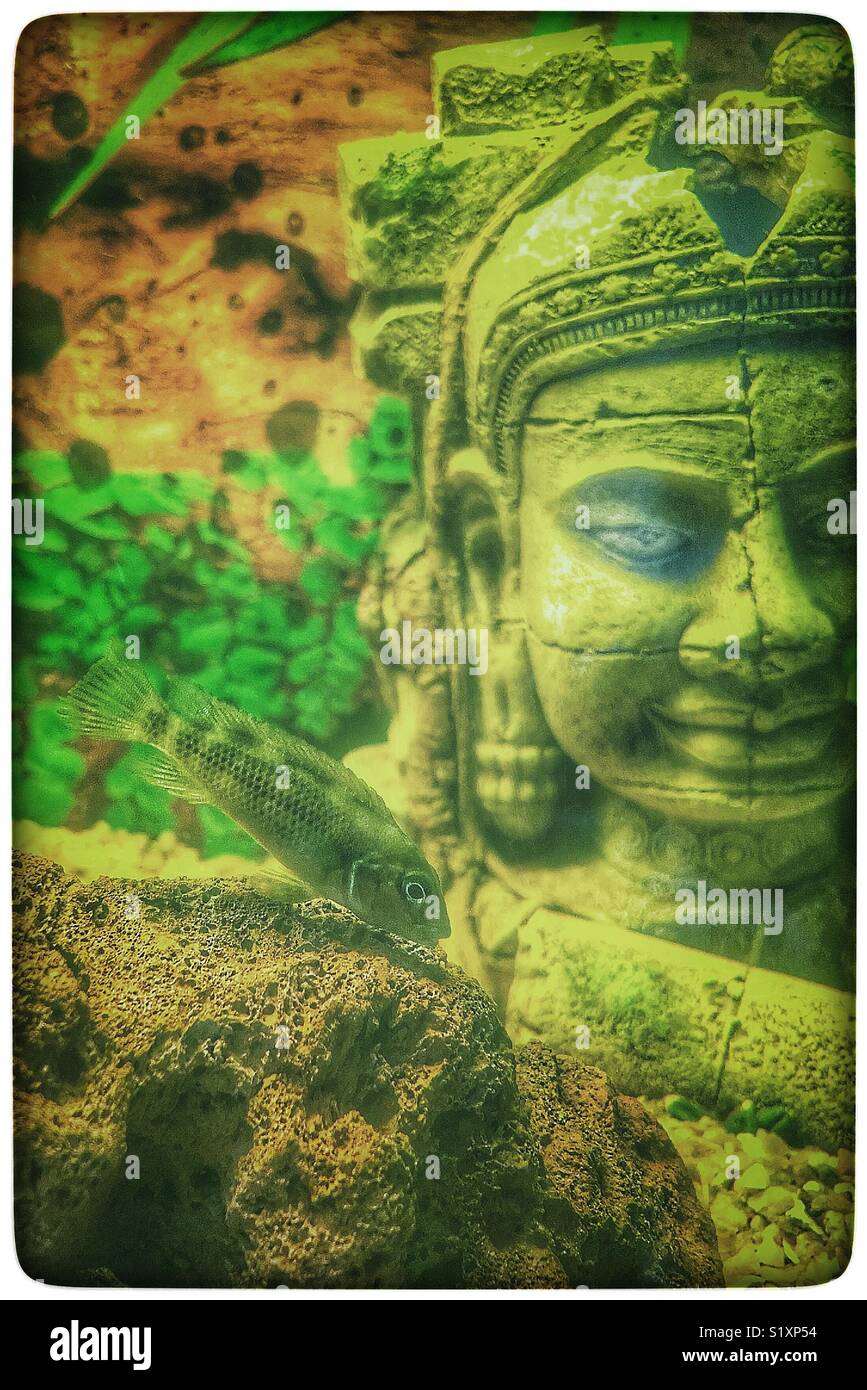 Blockhead cichlid fish hi-res stock photography and images - Alamy