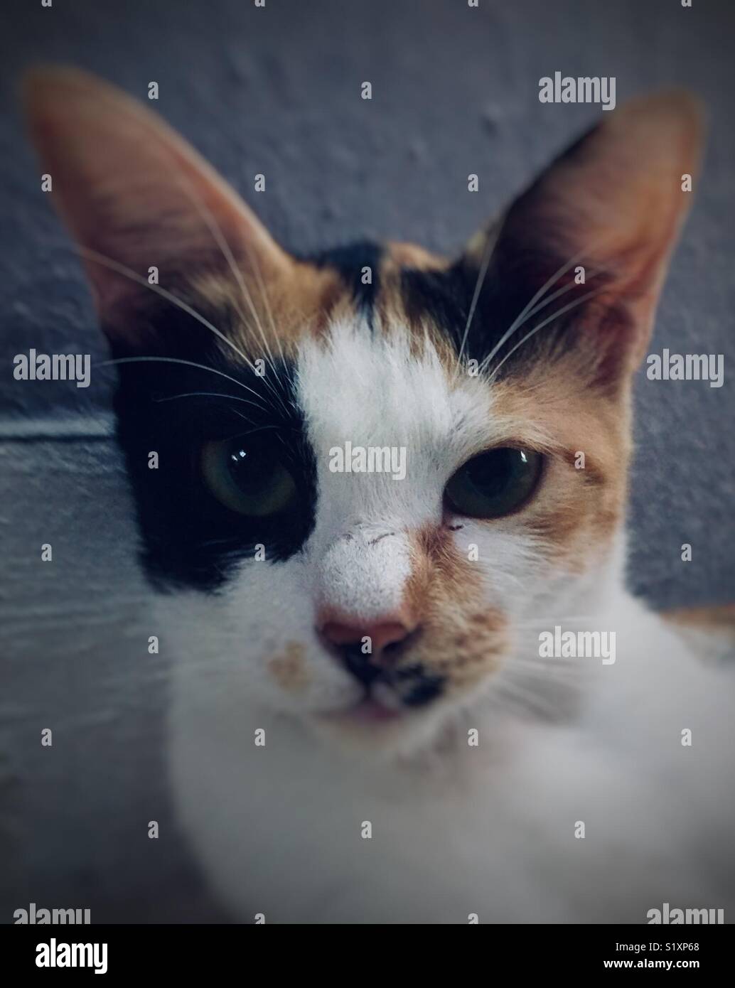 Meow Meow High Resolution Stock Photography and Images - Alamy