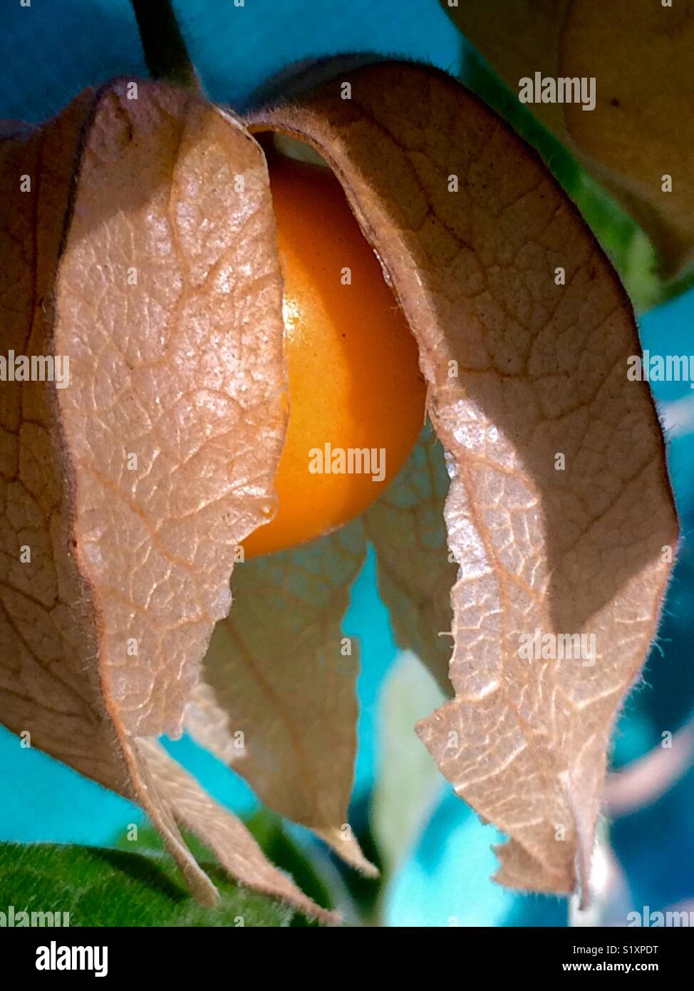 Goldberry hi-res stock photography and images - Alamy