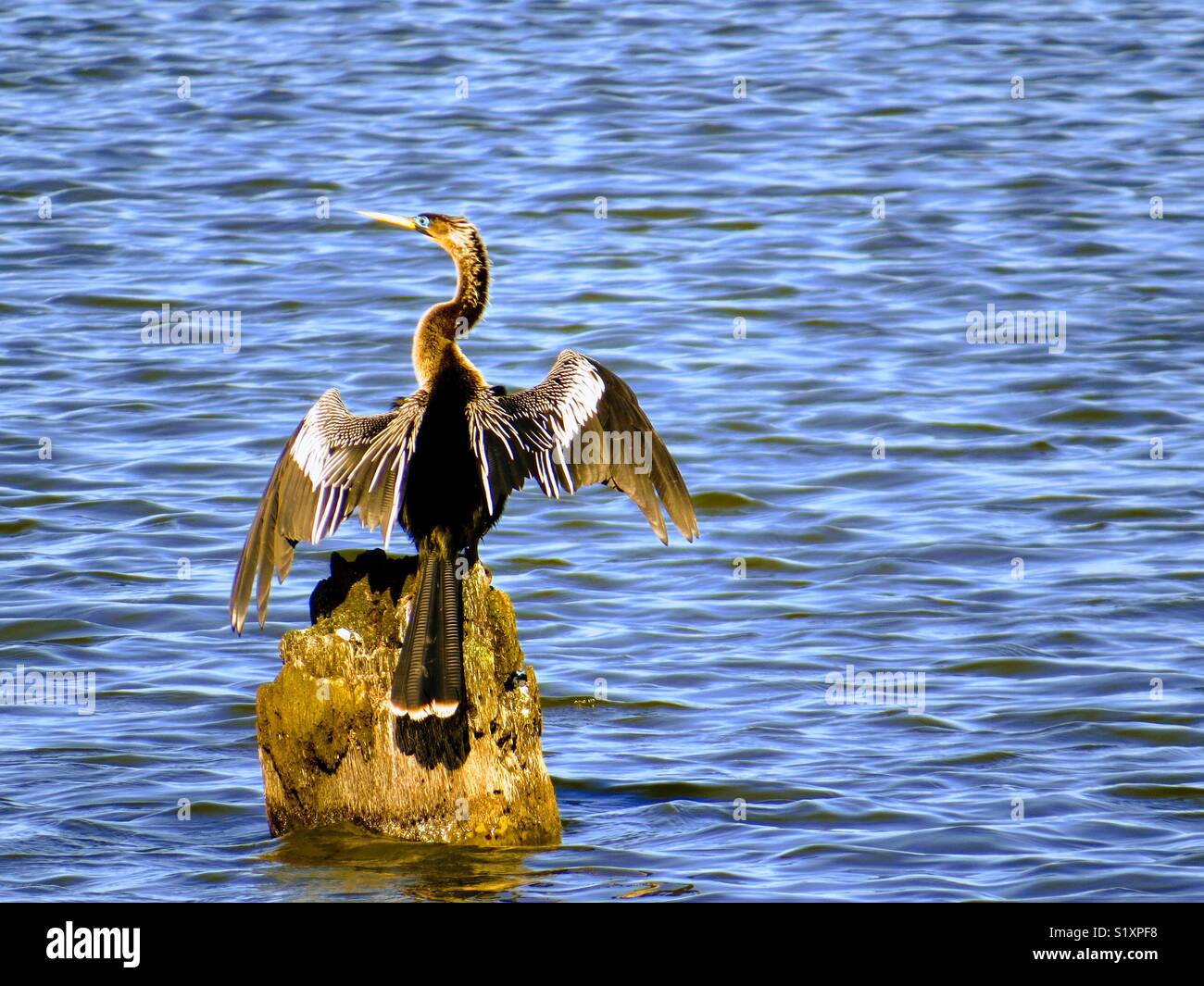 Sunbathing bird hi-res stock photography and images - Alamy