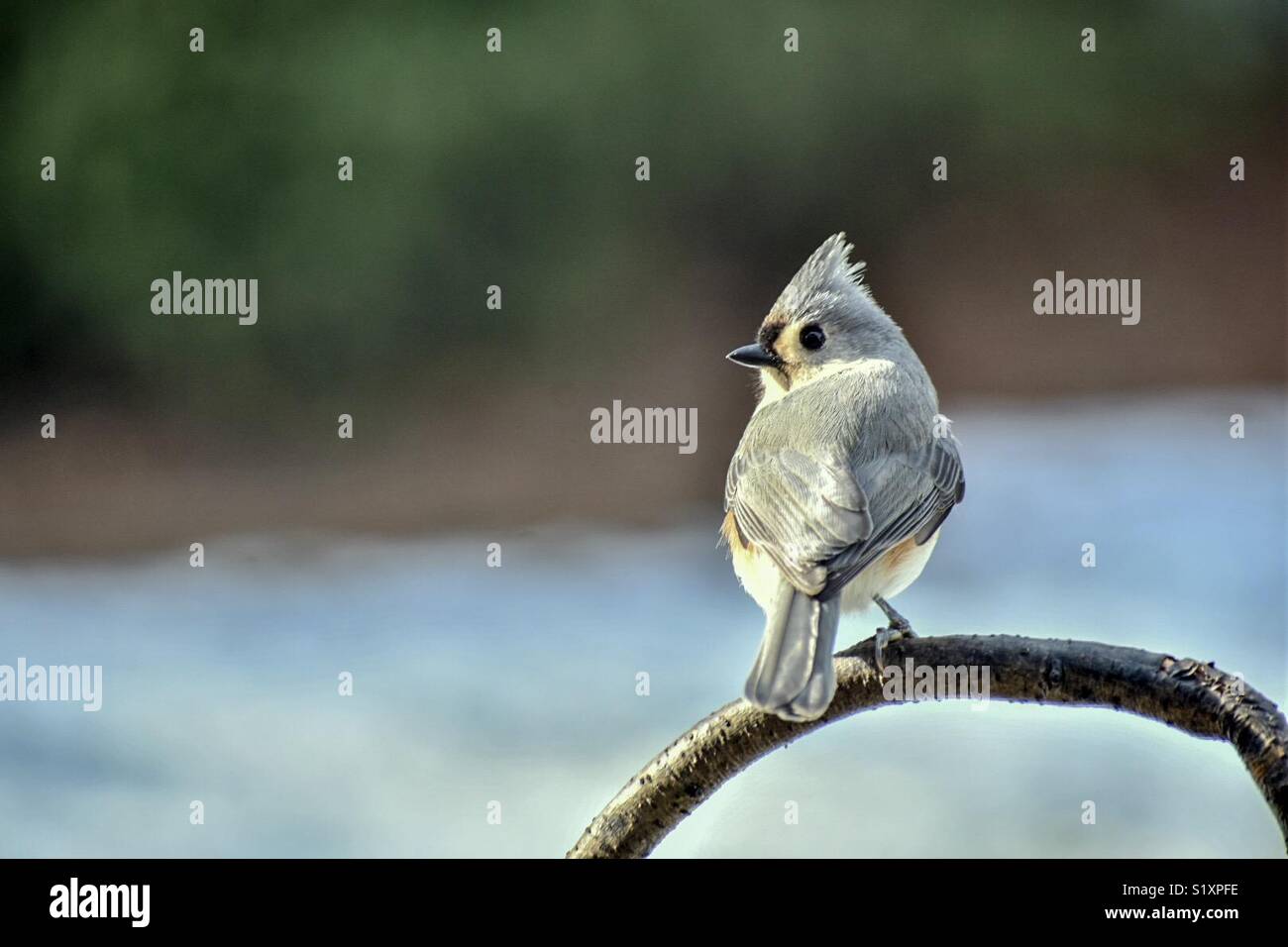 Winter titmouse hi-res stock photography and images - Alamy