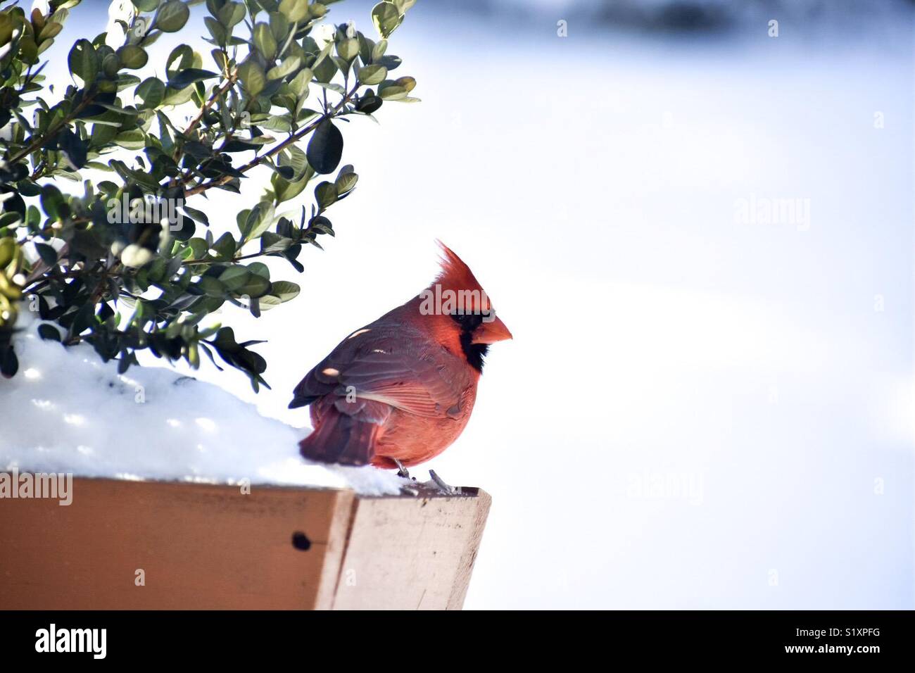 Cardinal Winter High Resolution Stock Photography and Images - Alamy