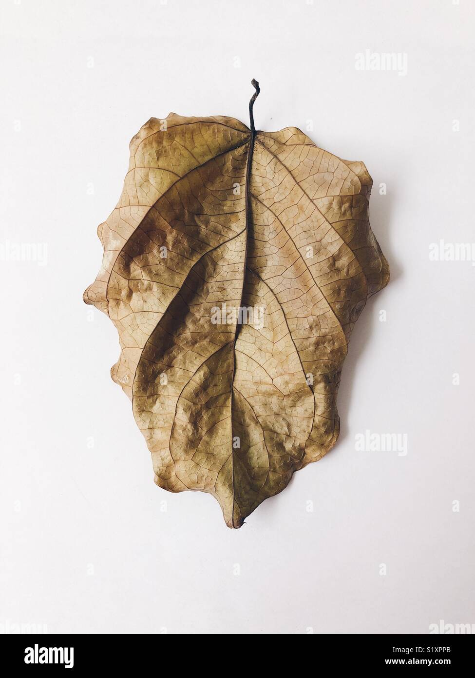 Brown dead leaf hi-res stock photography and images - Alamy