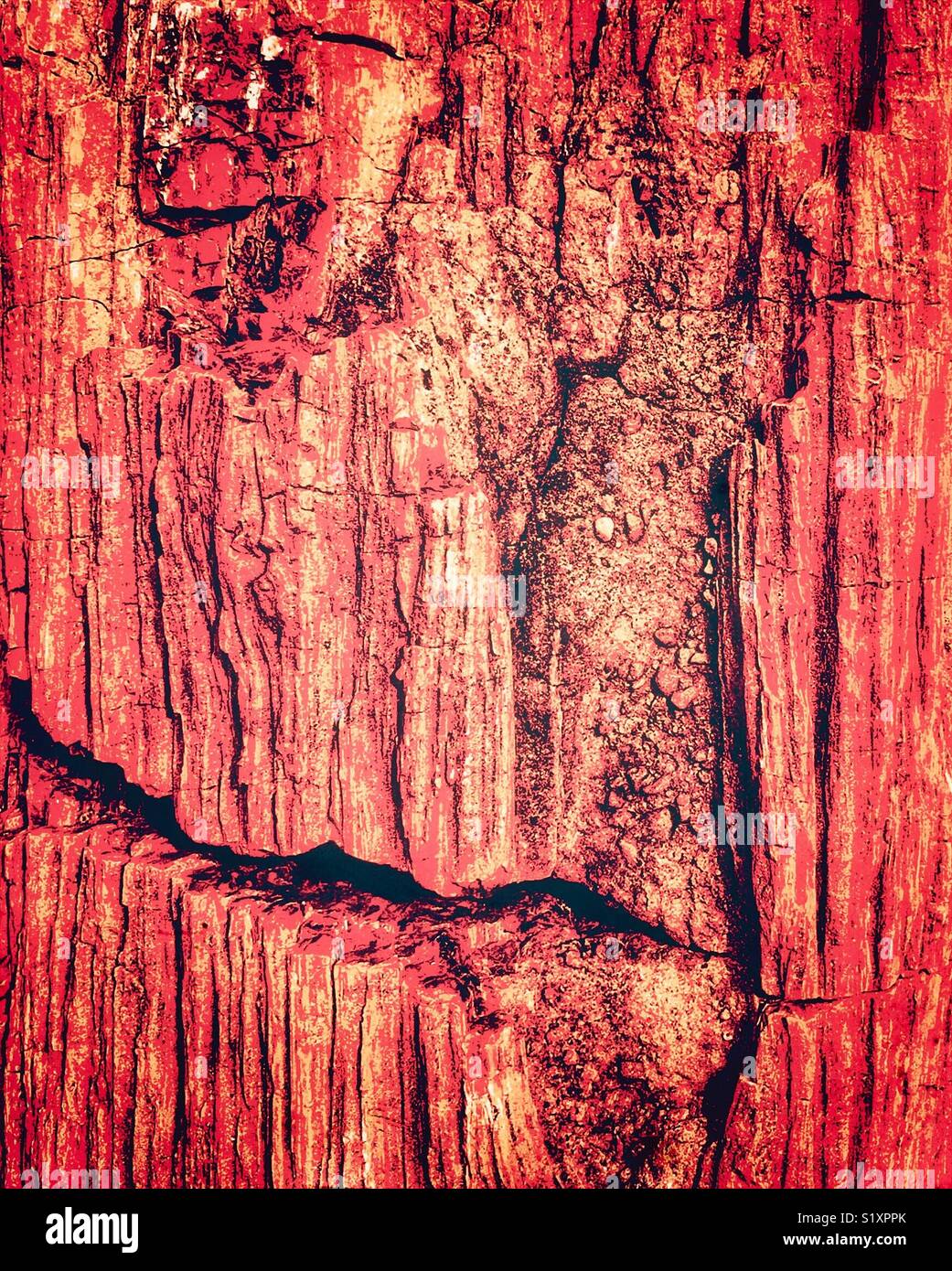 Fossilized tree stump hi-res stock photography and images - Alamy
