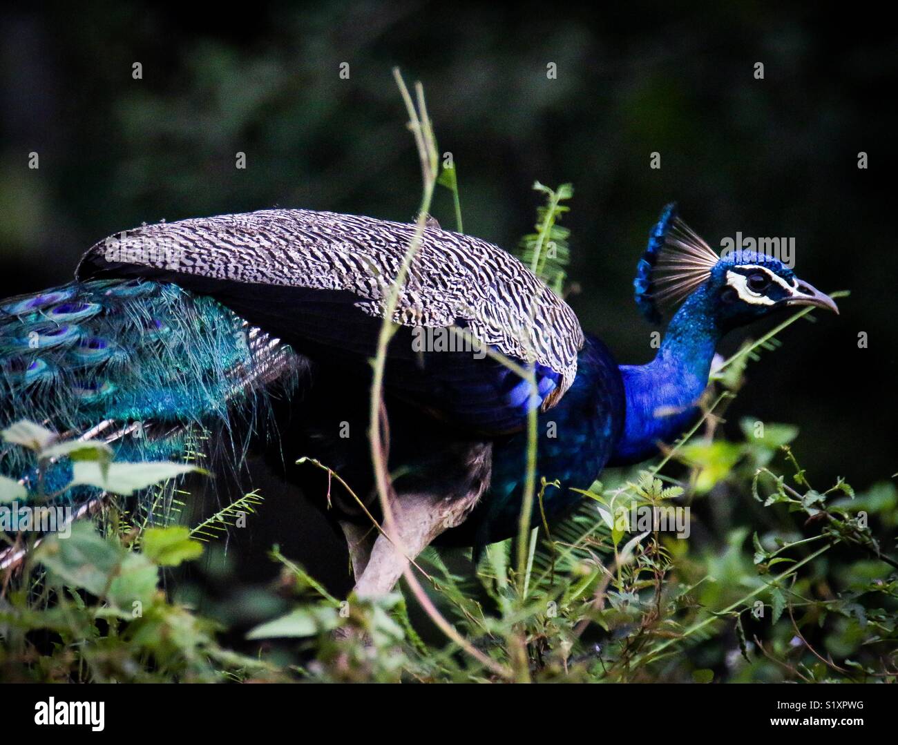 Peacock walk hi-res stock photography and images - Alamy