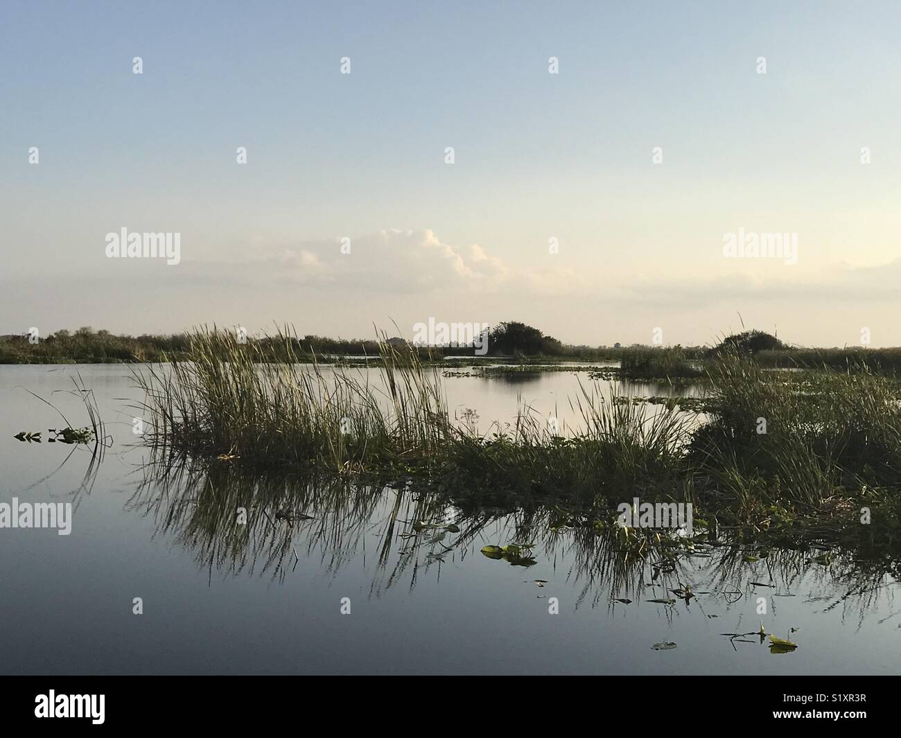 Blue cypress conservation area hi-res stock photography and images - Alamy