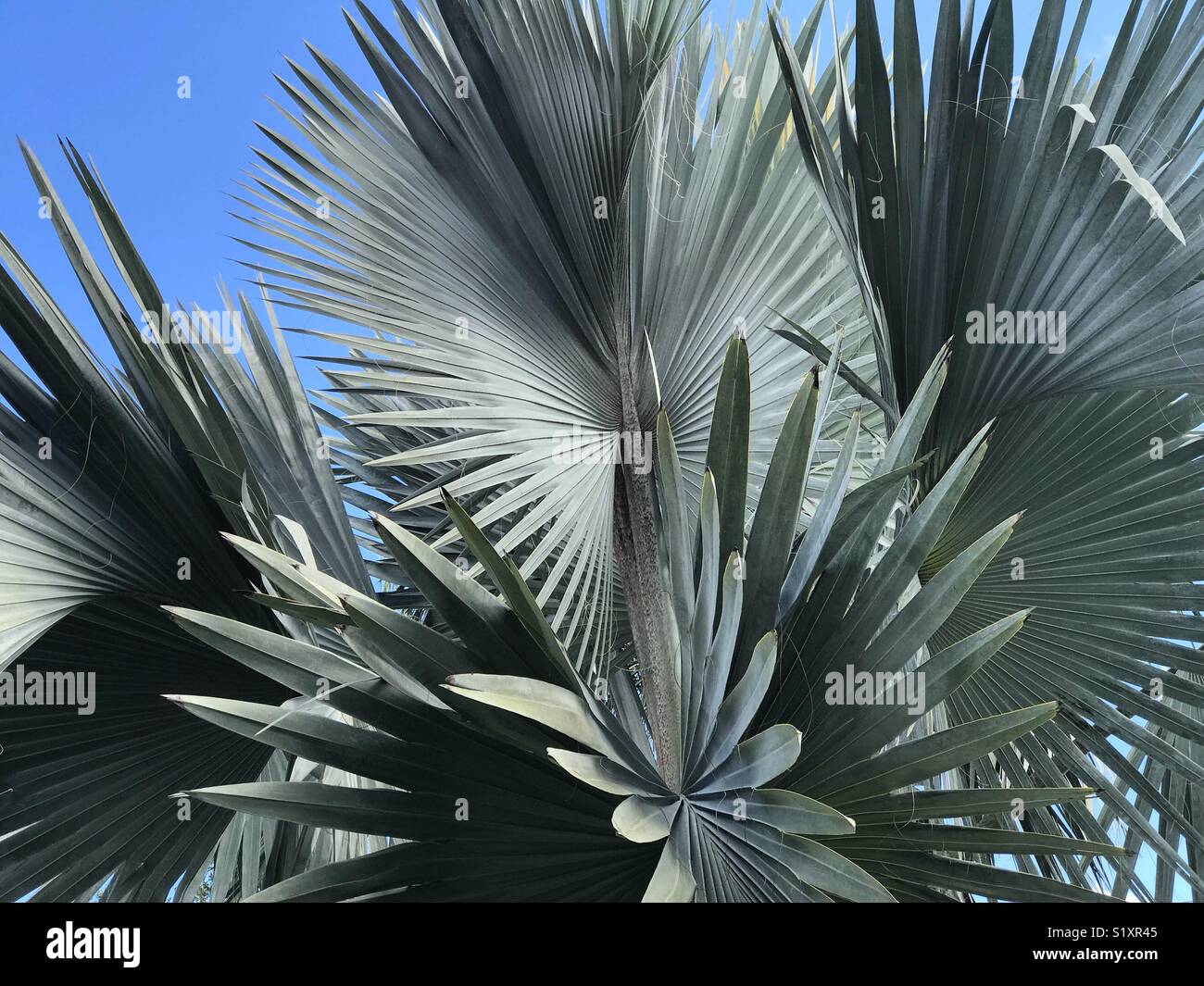 Bismarck palm tree hi-res stock photography and images - Alamy