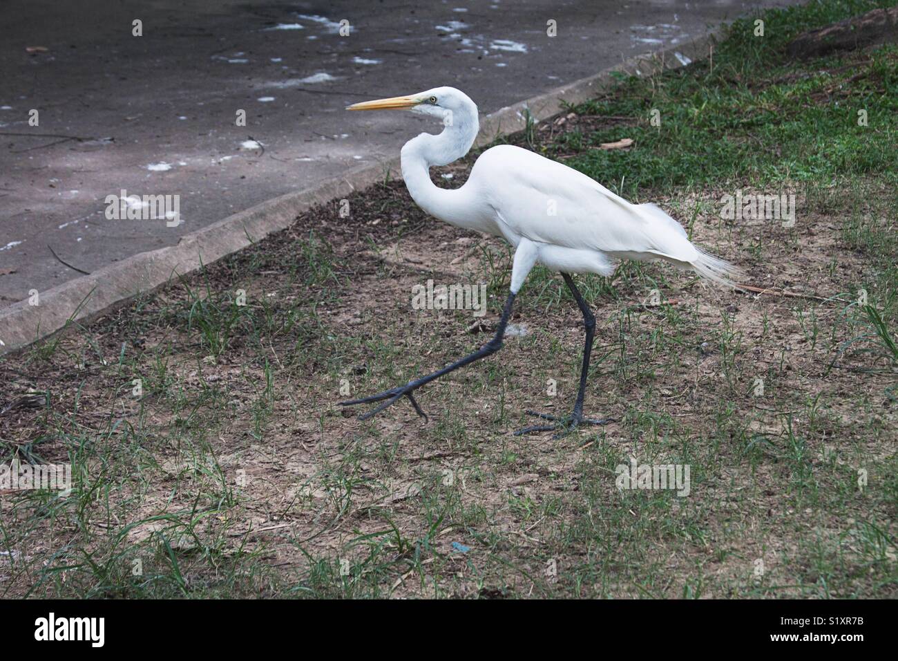 White egret birds hi-res stock photography and images - Alamy