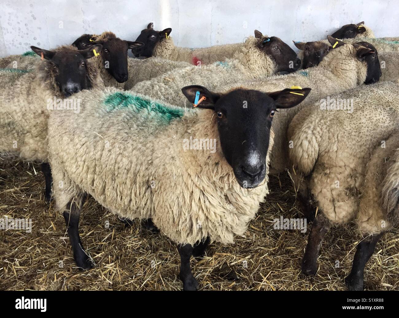 Lambing hi-res stock photography and images - Alamy