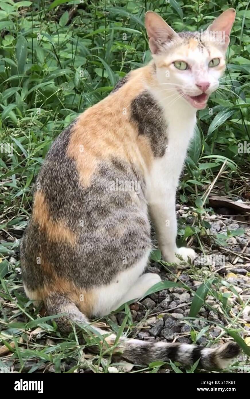 Cat of india hi-res stock photography and images - Alamy