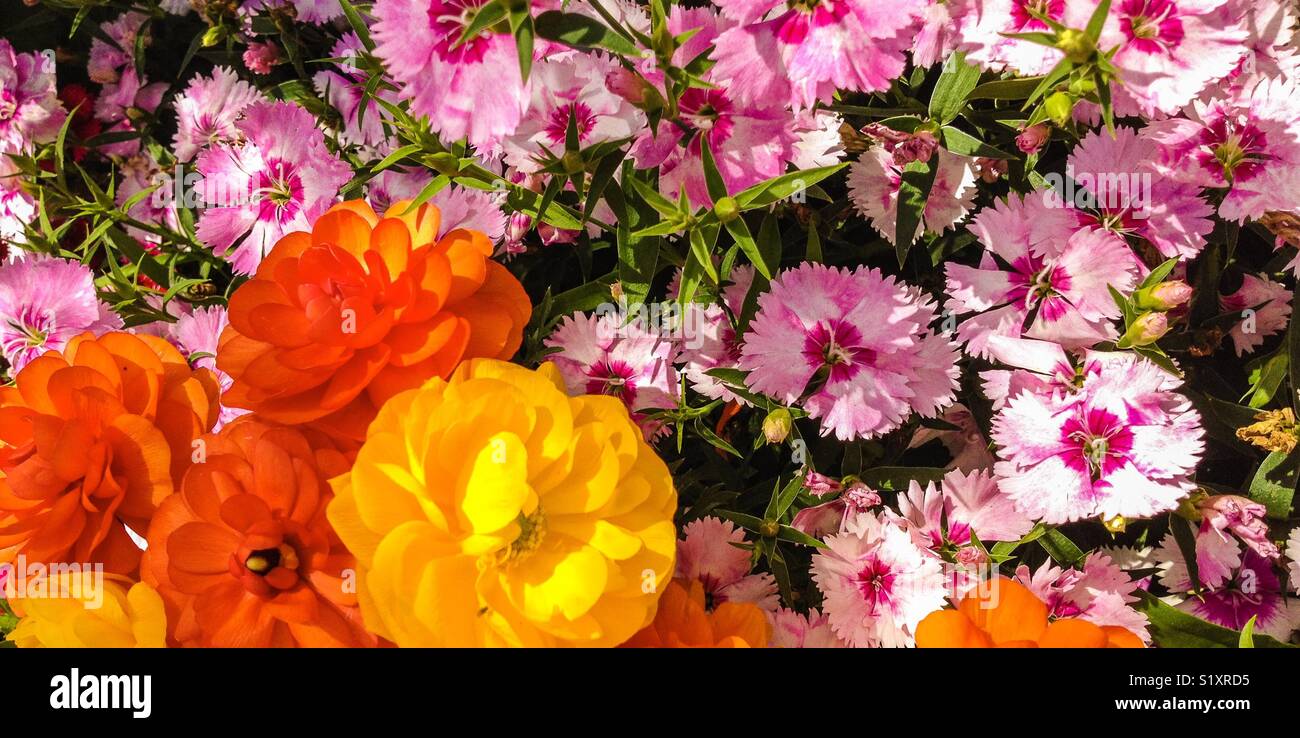 Toowoomba hi-res stock photography and images - Alamy