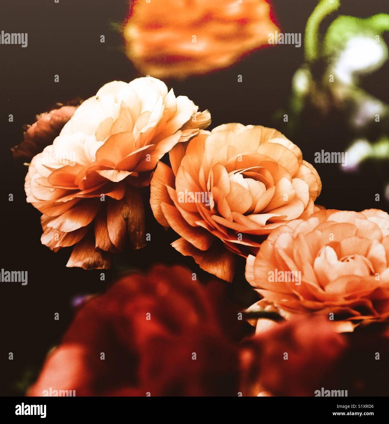 Roses nature hi-res stock photography and images - Alamy