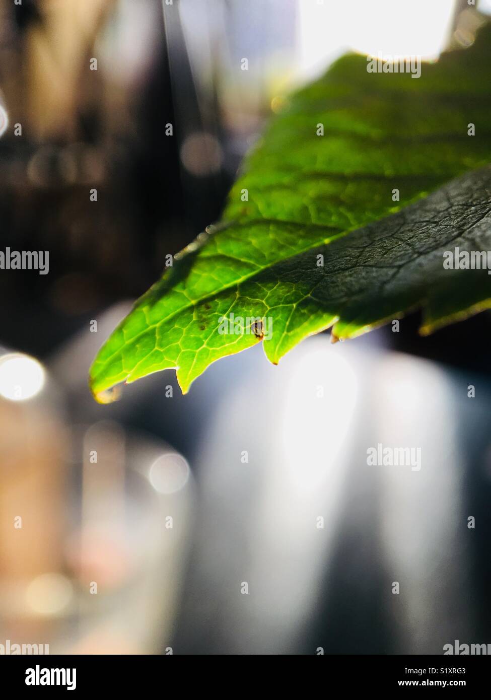 Leaf little hi-res stock photography and images - Alamy
