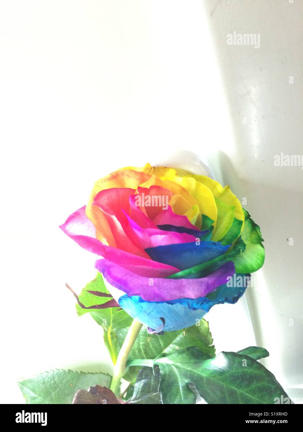 Multicoloured rose from Liverpool Stock Photo - Alamy