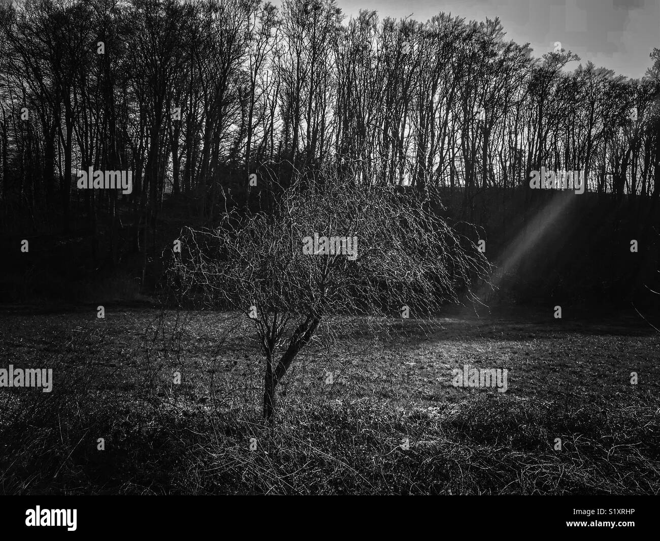 Tree and light rays Stock Photo - Alamy