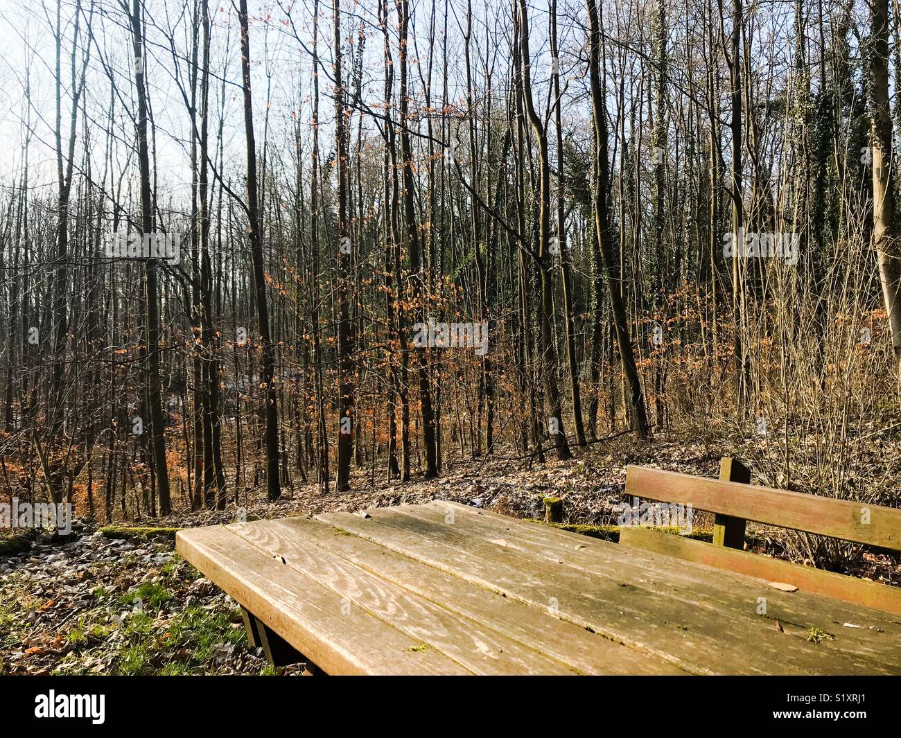 Walking around forest hi-res stock photography and images - Alamy