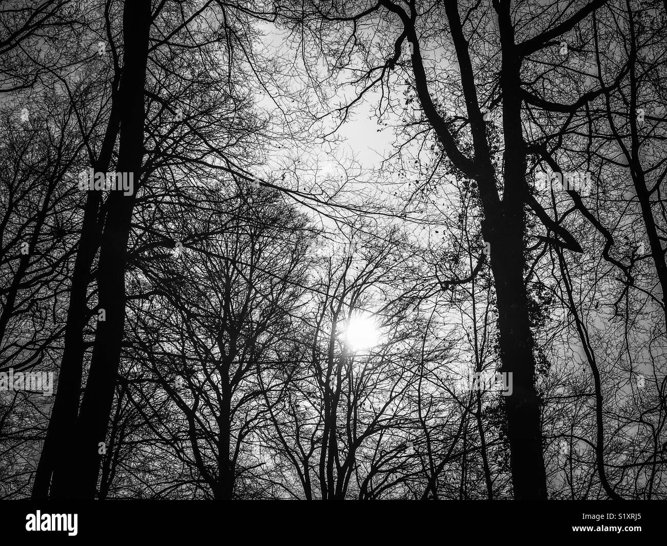 Black And White Trees Wood Forest High Resolution Stock Photography and ...