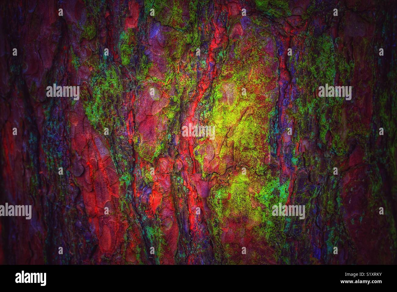 Vibrant bark hi-res stock photography and images - Alamy