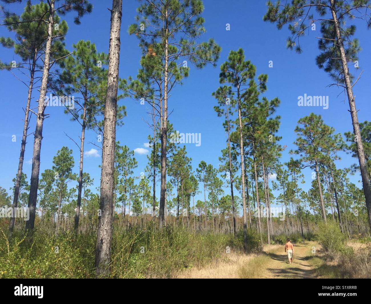 Pine exercise blue hi-res stock photography and images - Alamy