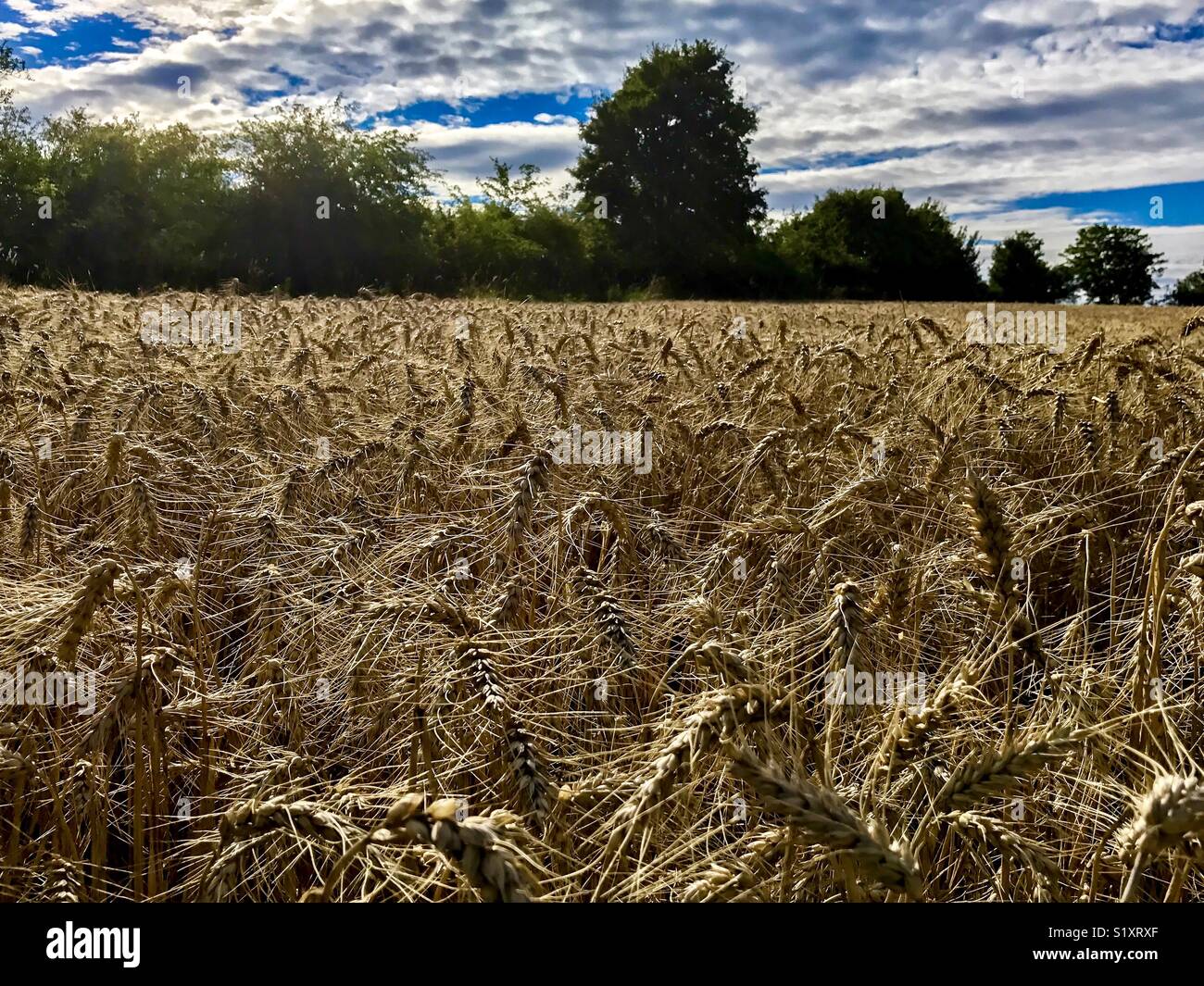 Weizenfelder hi-res stock photography and images - Alamy