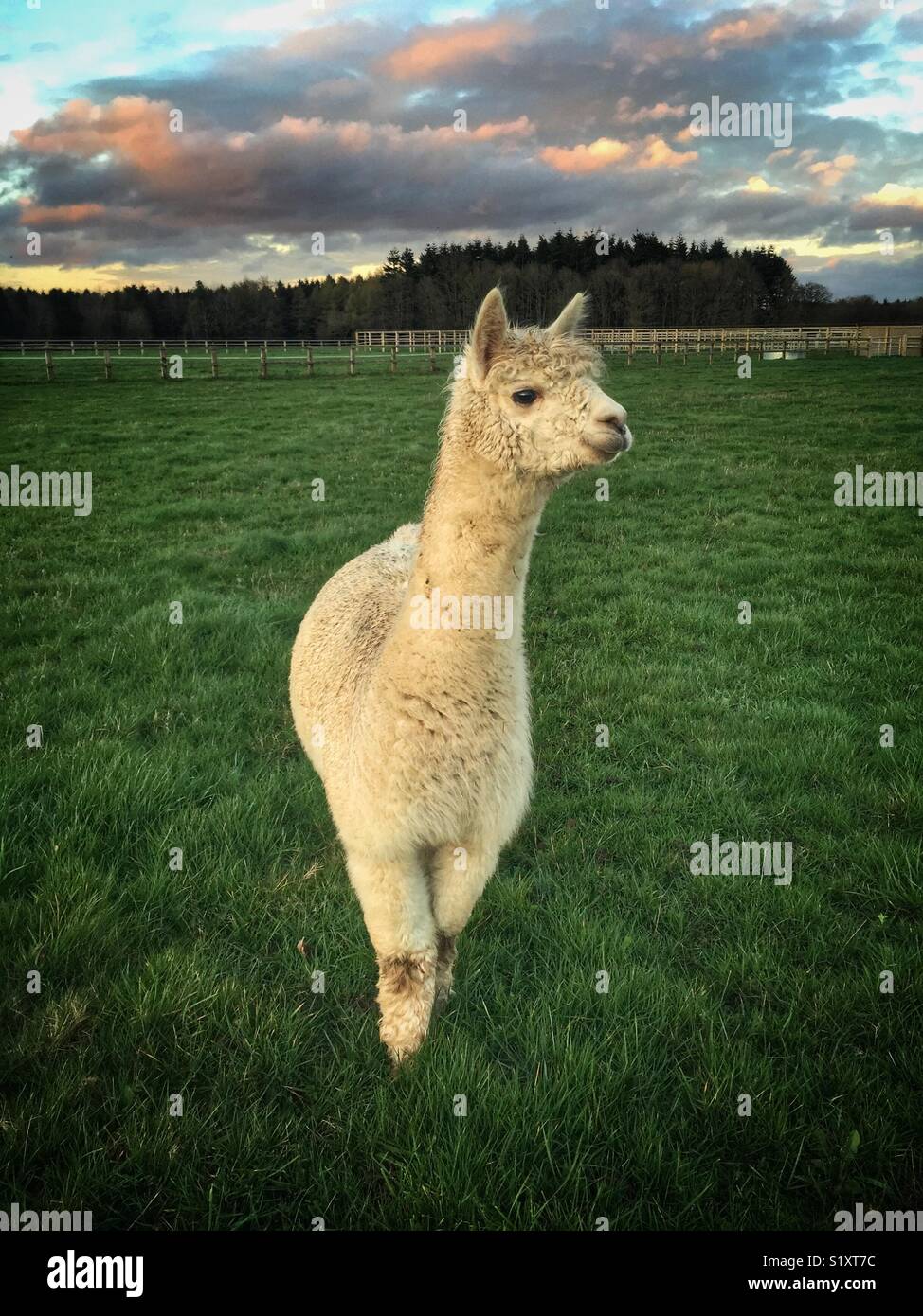 Farming alpacas hi-res stock photography and images - Alamy