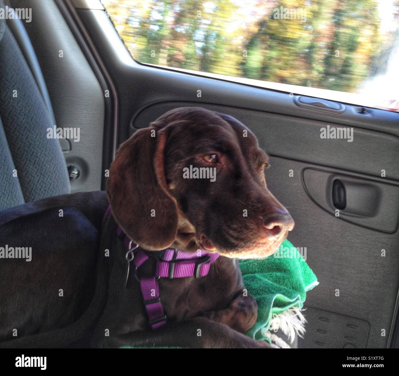 Dog passenger hi-res stock photography and images - Alamy