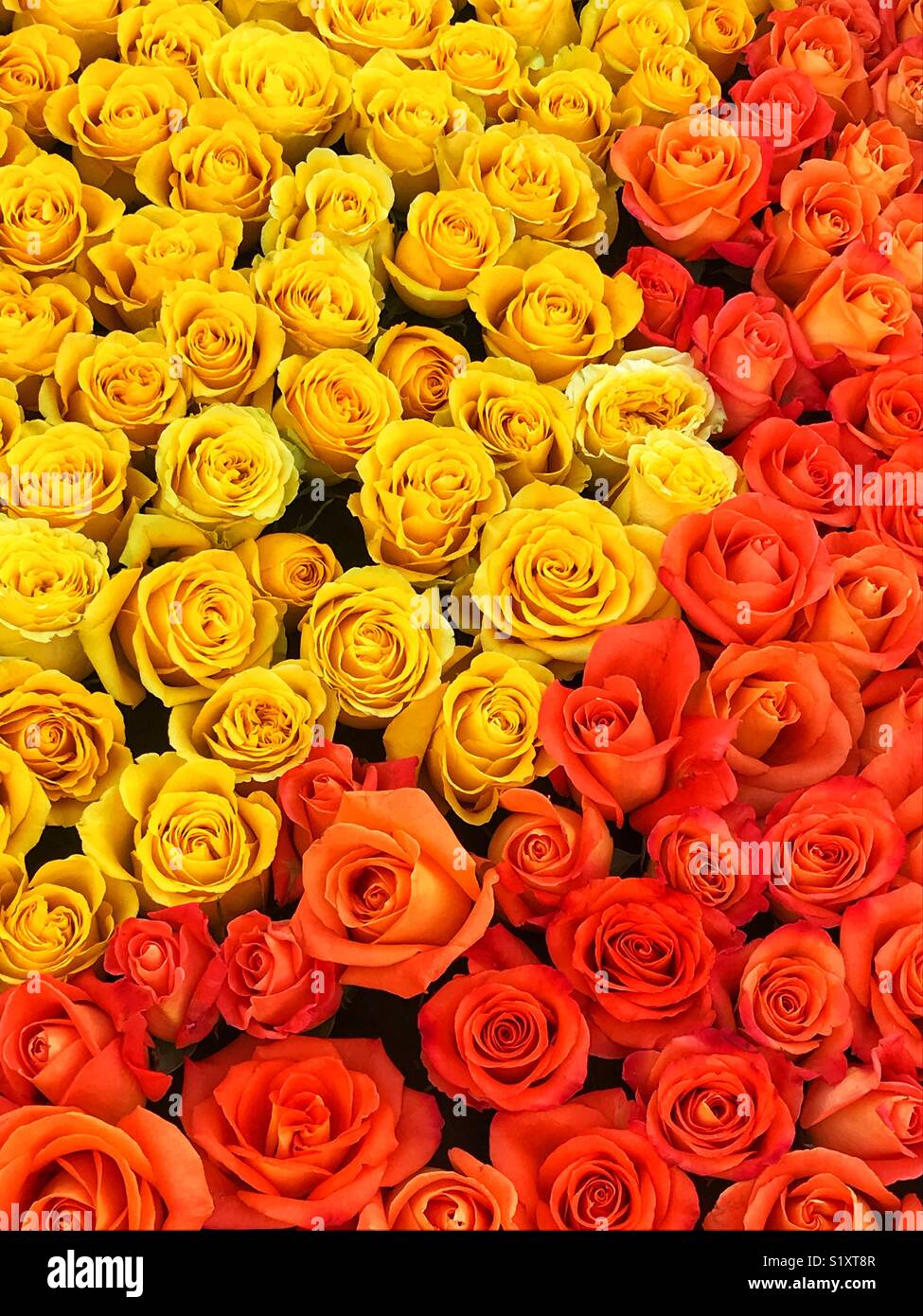 Pave roses hi-res stock photography and images - Alamy
