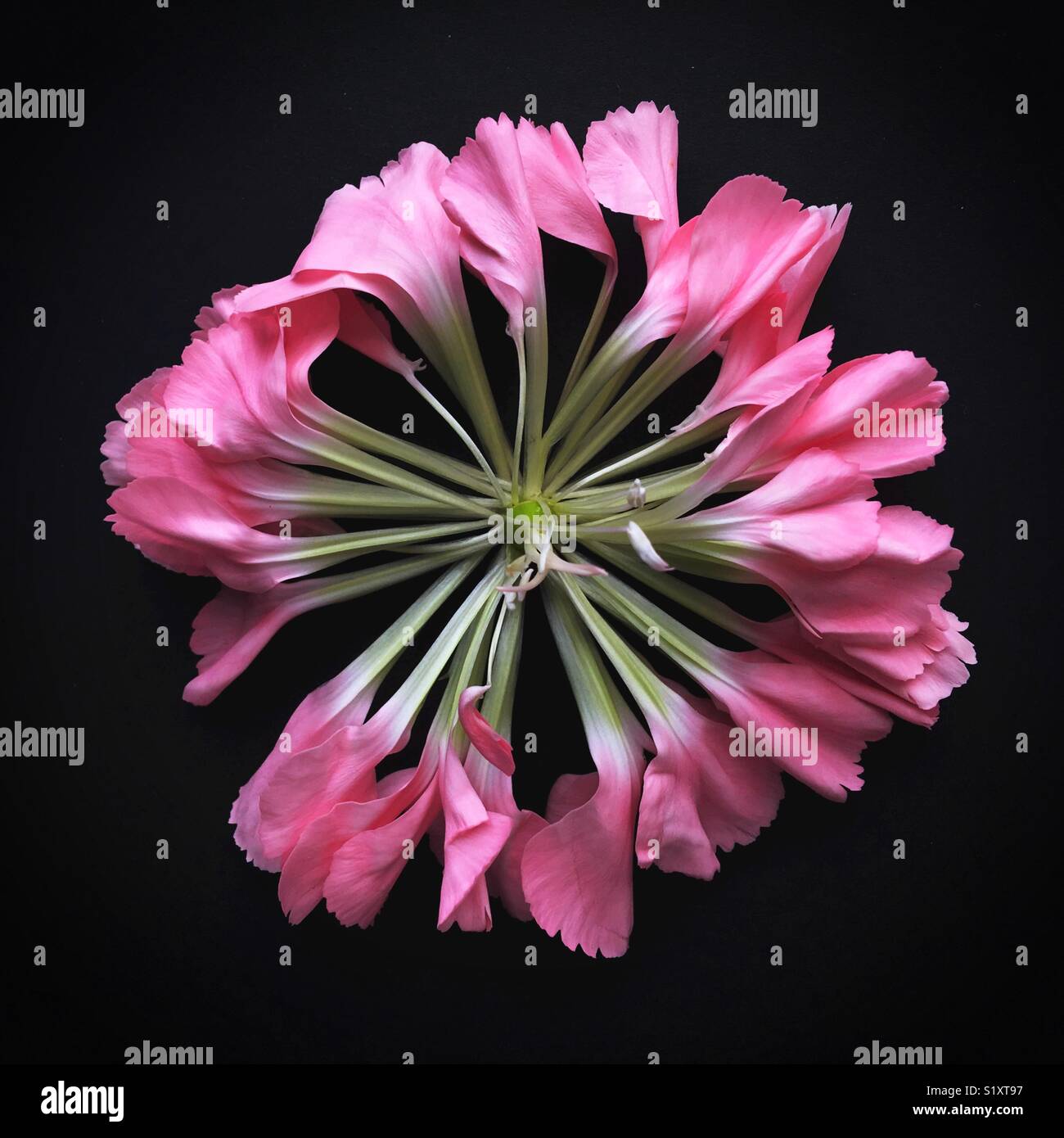 Carnation floral hi-res stock photography and images - Alamy