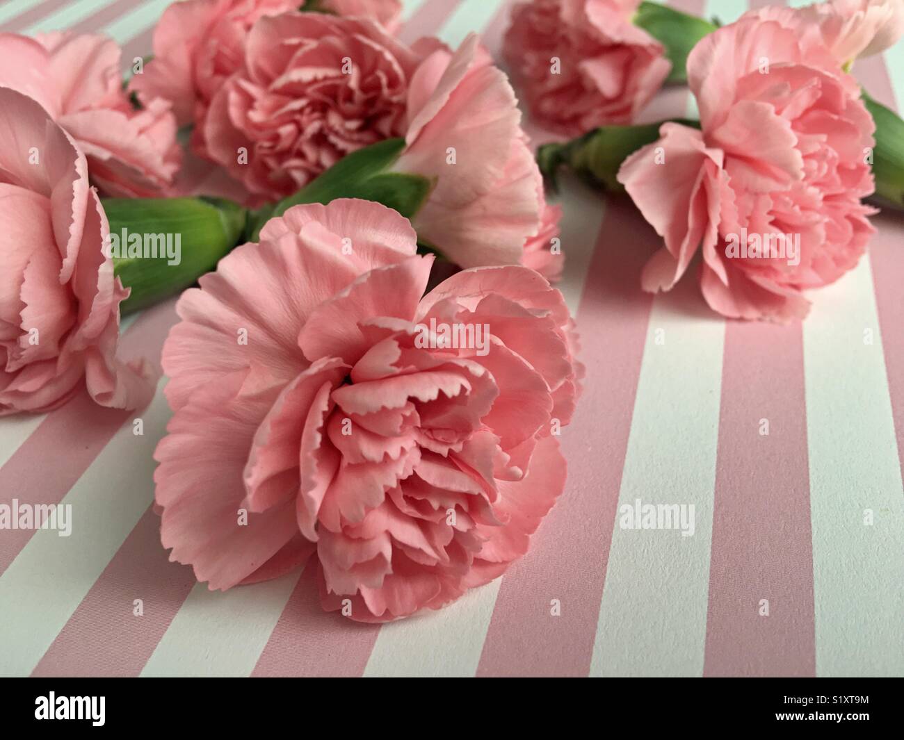 Green carnations hi-res stock photography and images - Alamy