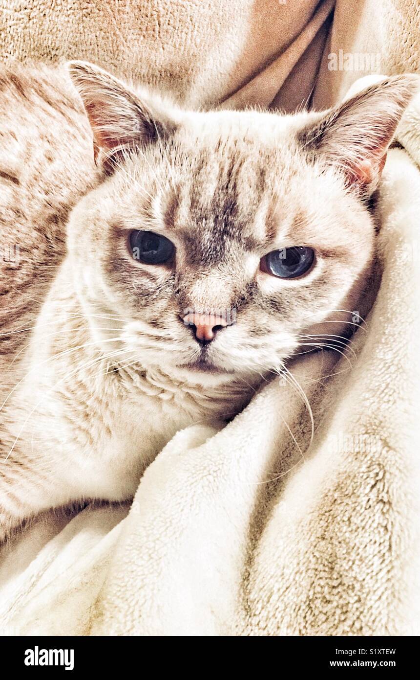 Portrait of lynx point Siamese on tan blanket Stock Photo - Alamy