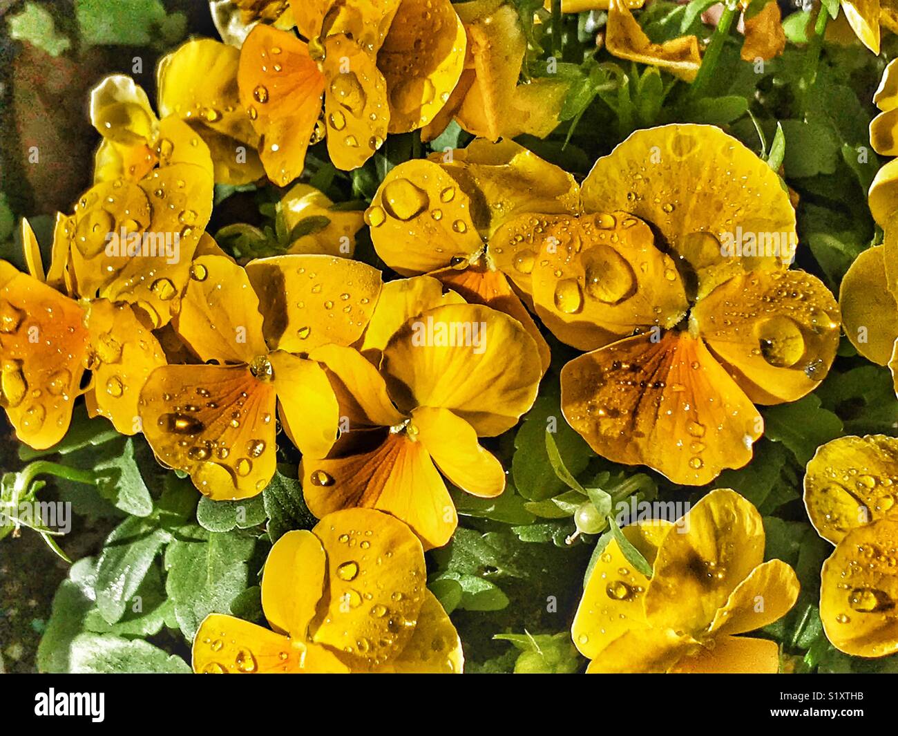 Yellow pansies hi-res stock photography and images - Alamy
