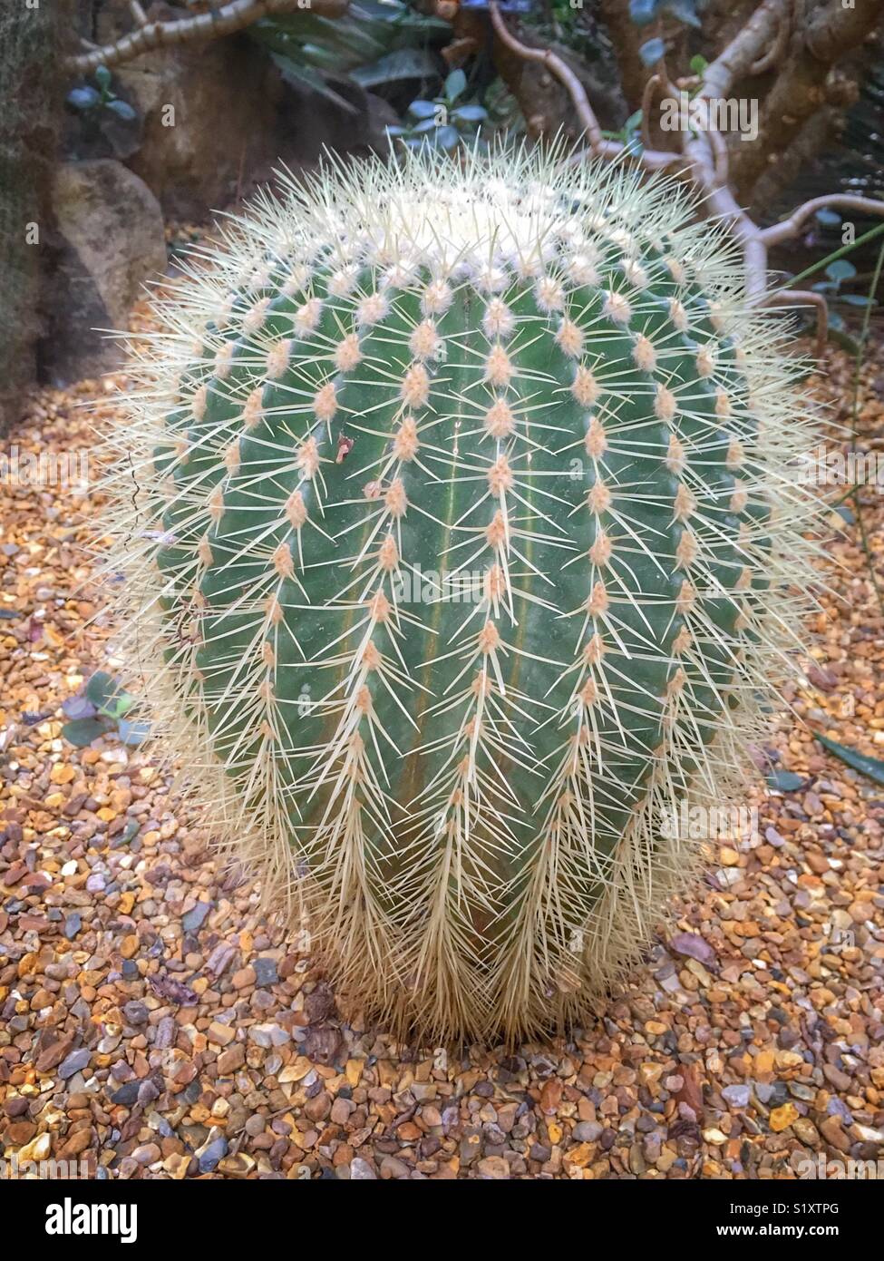 A round prickly barrel cactus Stock Photo - Alamy
