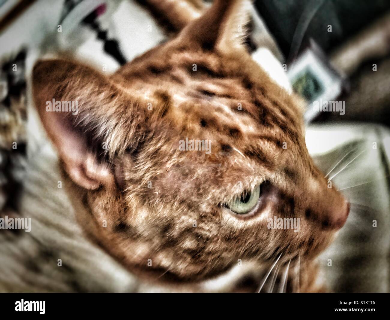 Disembodied head hi-res stock photography and images - Alamy